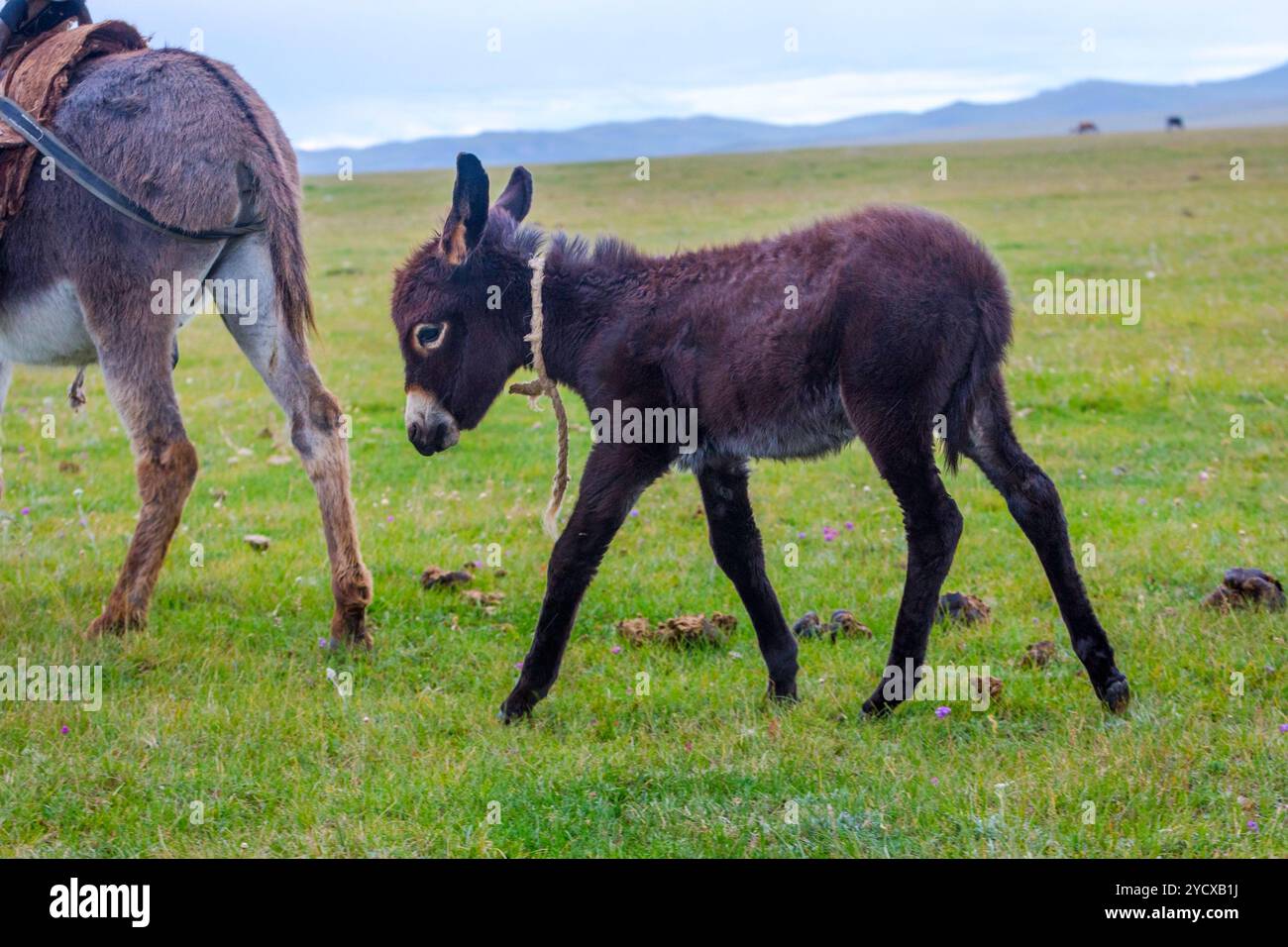 Baby donkey following mama donkey Stock Photo - Alamy