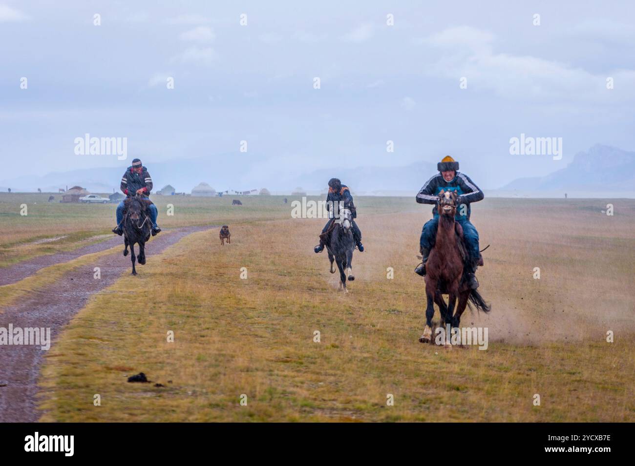 Horse and rider galloping in field hi-res stock photography and images ...
