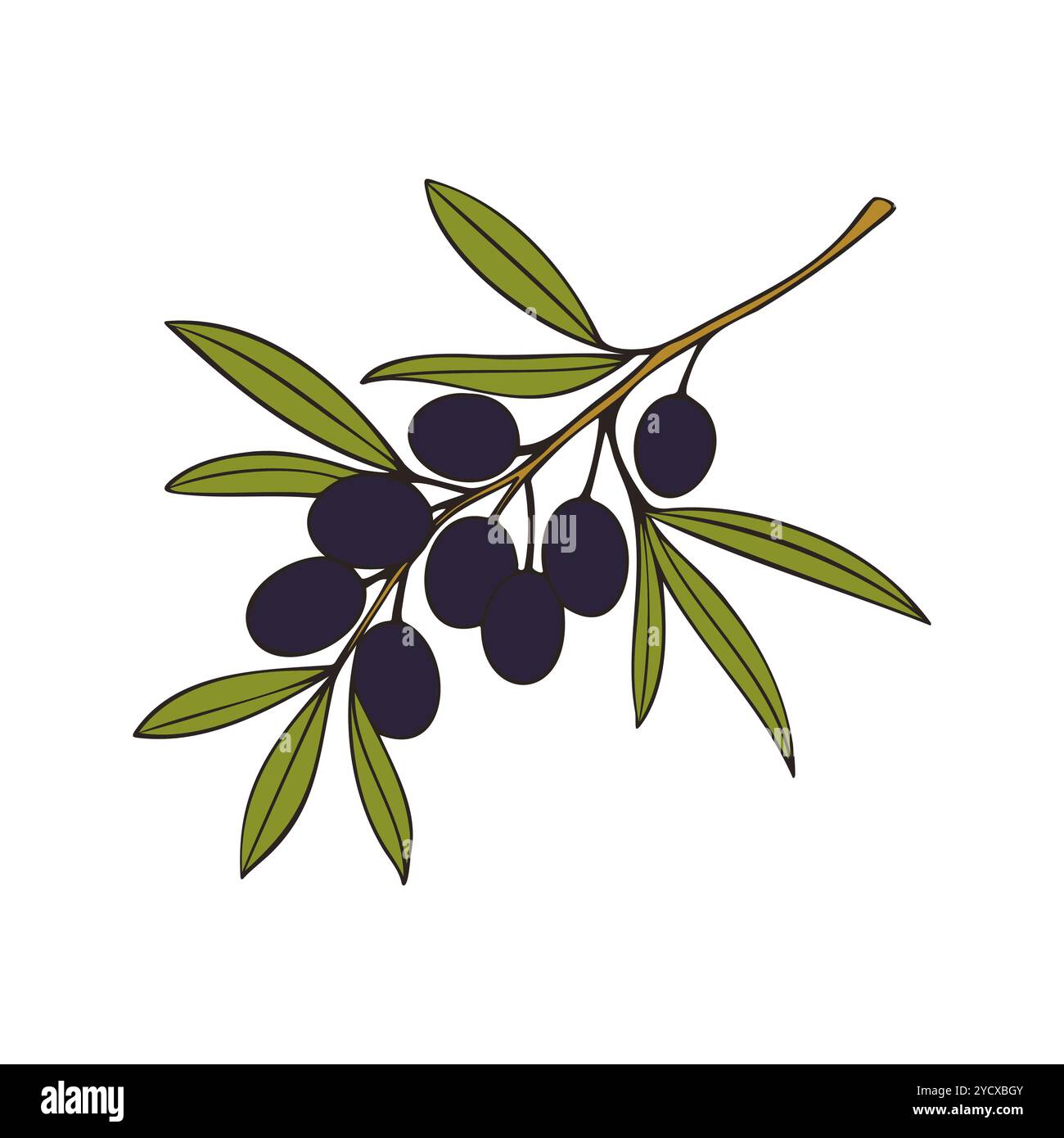 Olive branch with dark fruits, isolated on white background. Vector ...