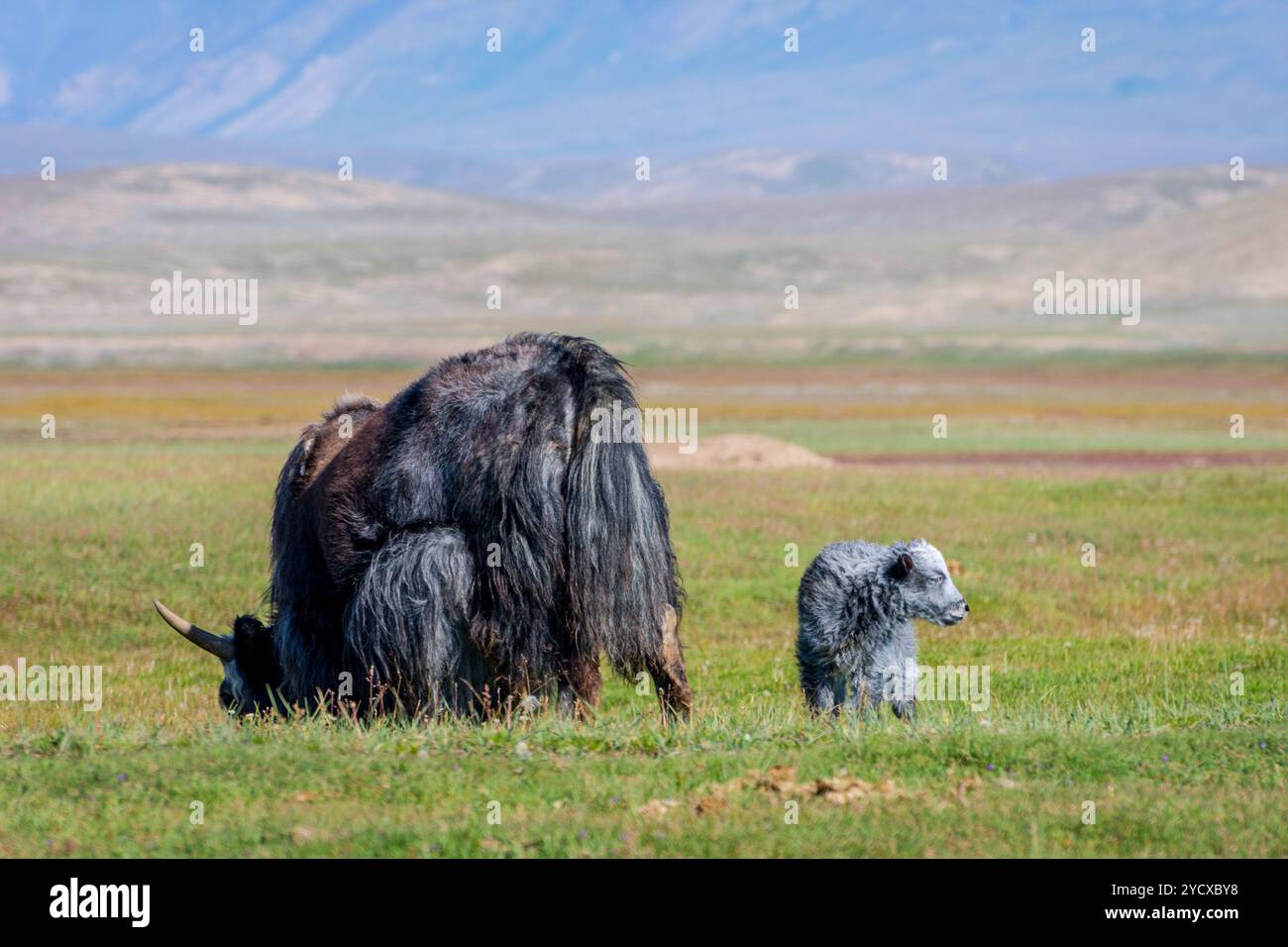 Female yak with its baby in the pasture Stock Photo - Alamy