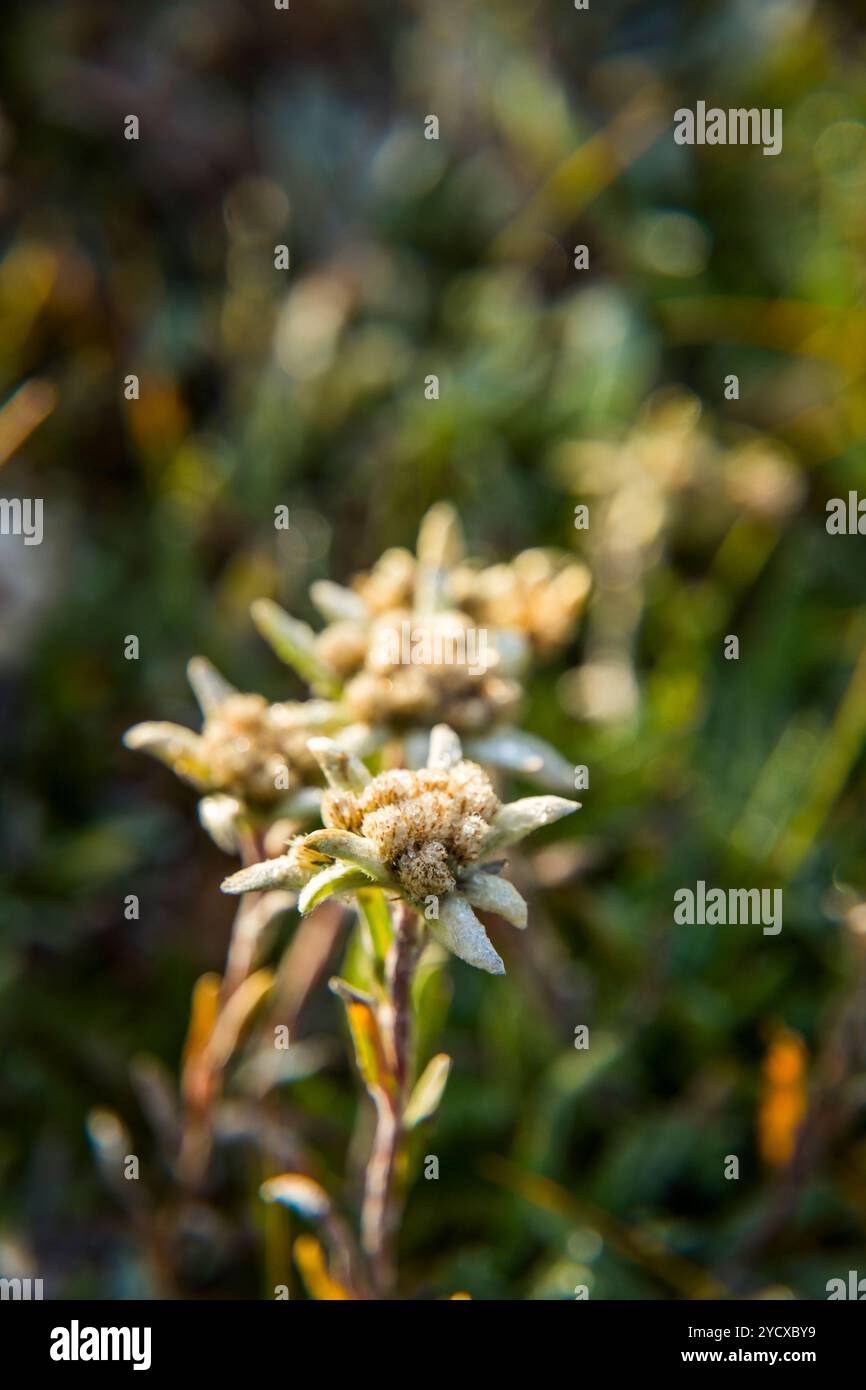 Edelweiss national flower switzerland hi-res stock photography and ...