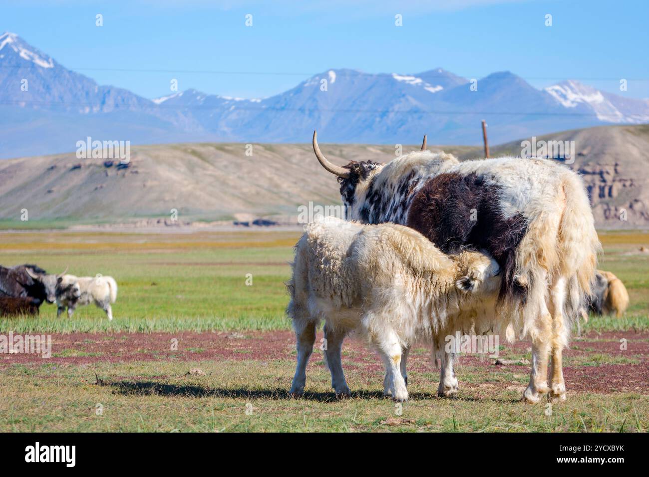 White yak hair hi-res stock photography and images - Alamy
