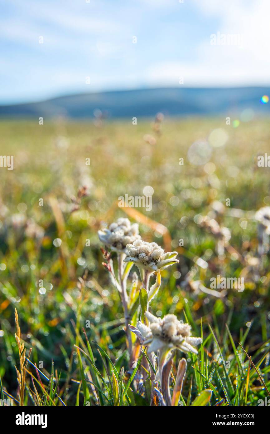 Edelweiss national flower switzerland hi-res stock photography and ...