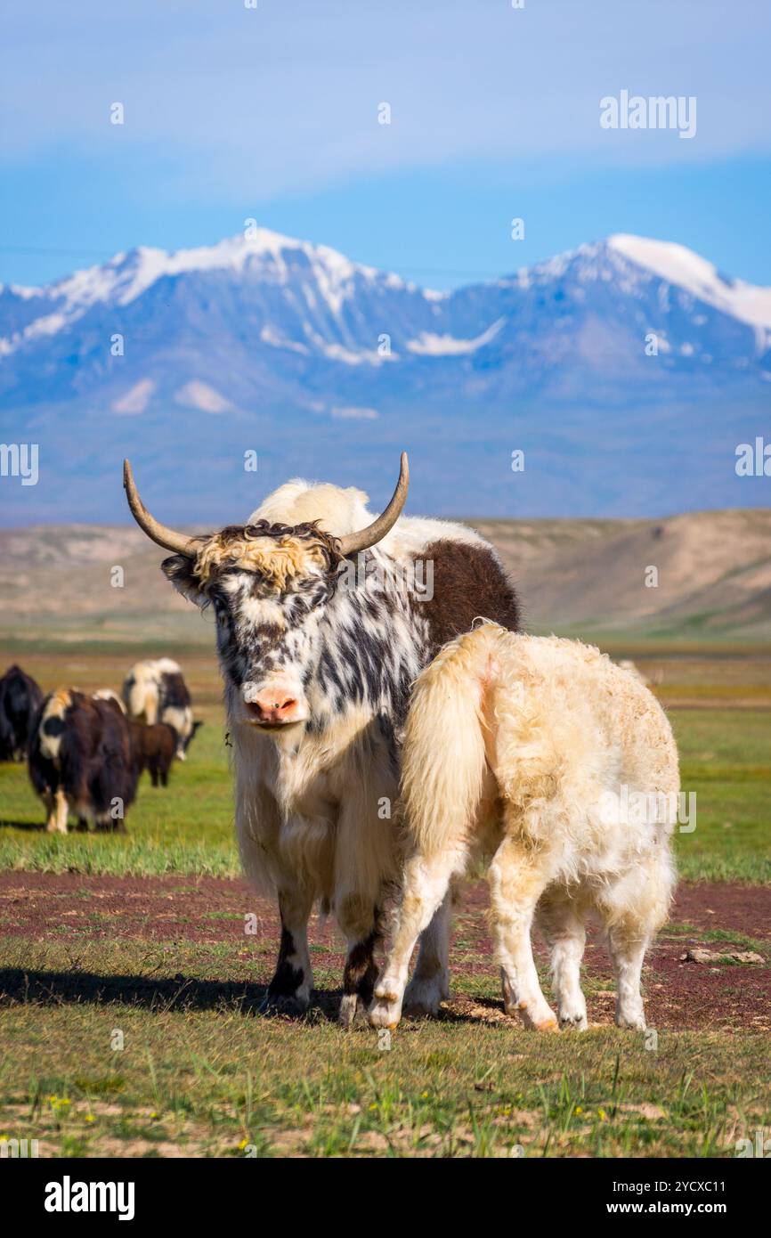 Yak milk asia hi-res stock photography and images - Alamy