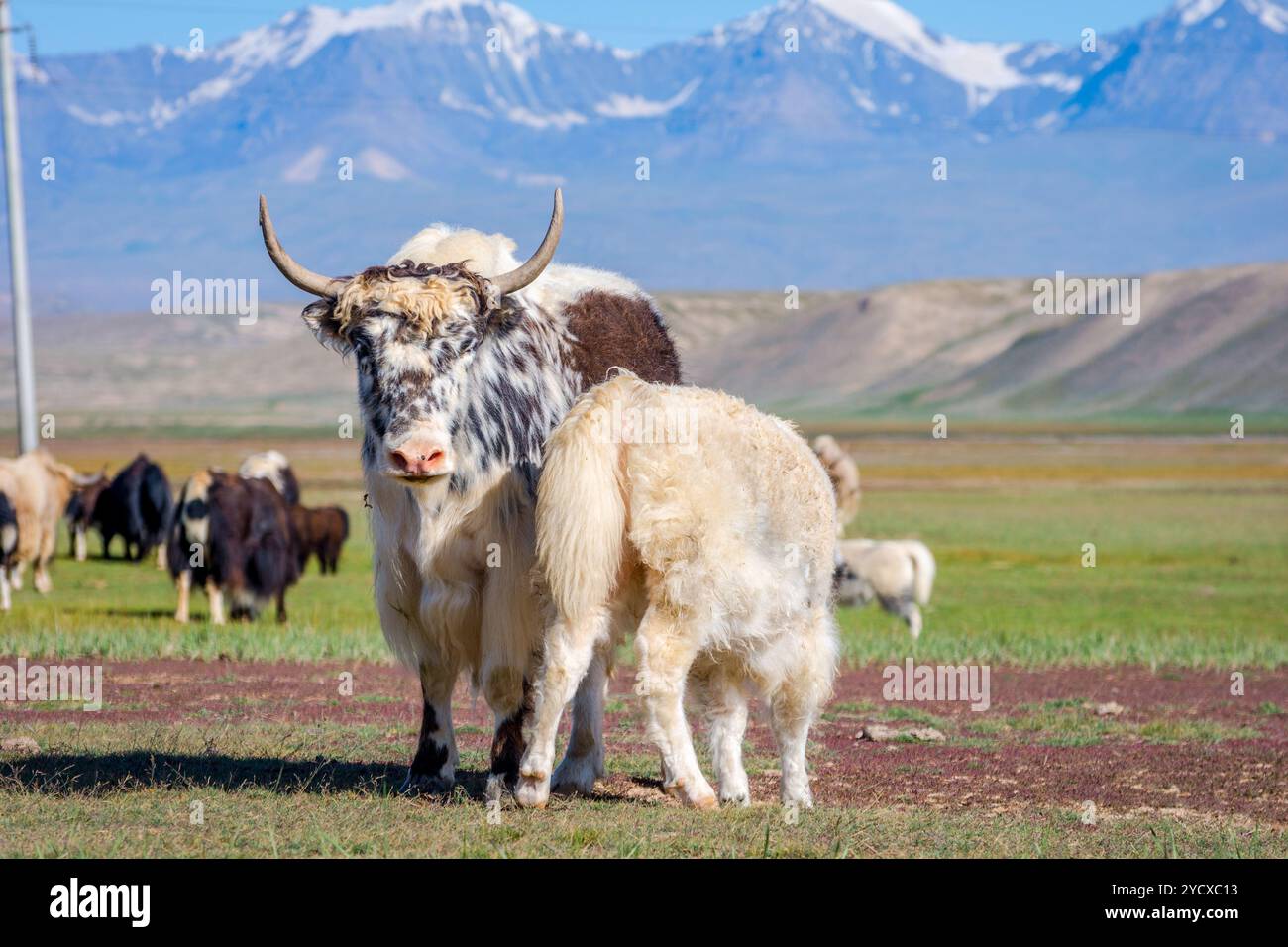 White yak hair hi-res stock photography and images - Alamy