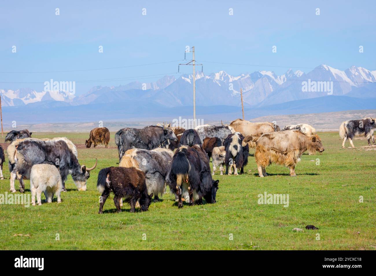 Tibet yak herd hi-res stock photography and images - Alamy