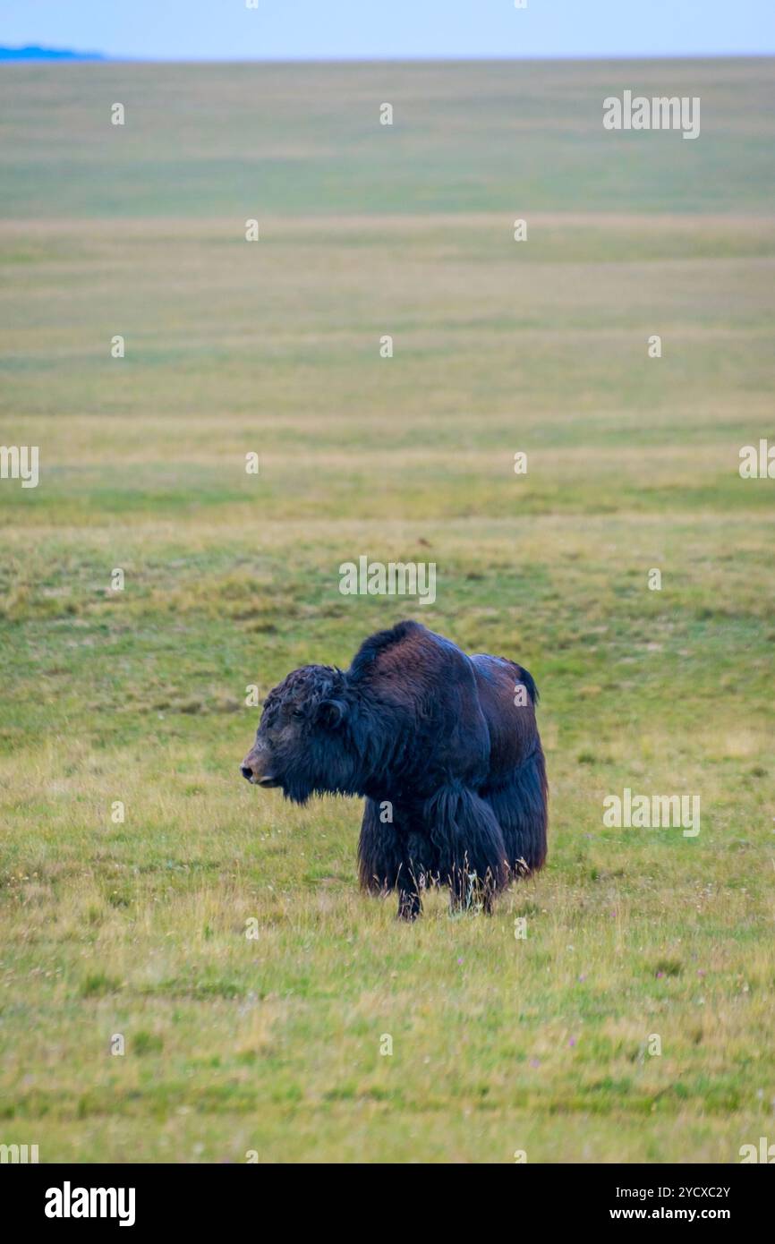 Black and white yak hi-res stock photography and images - Alamy