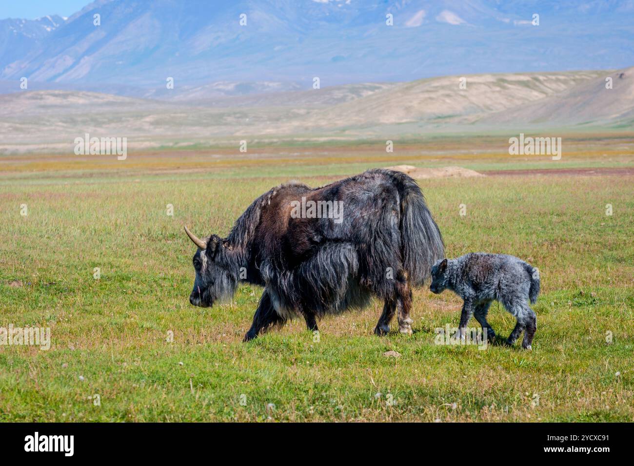 Female yak with its baby in the pasture Stock Photo - Alamy