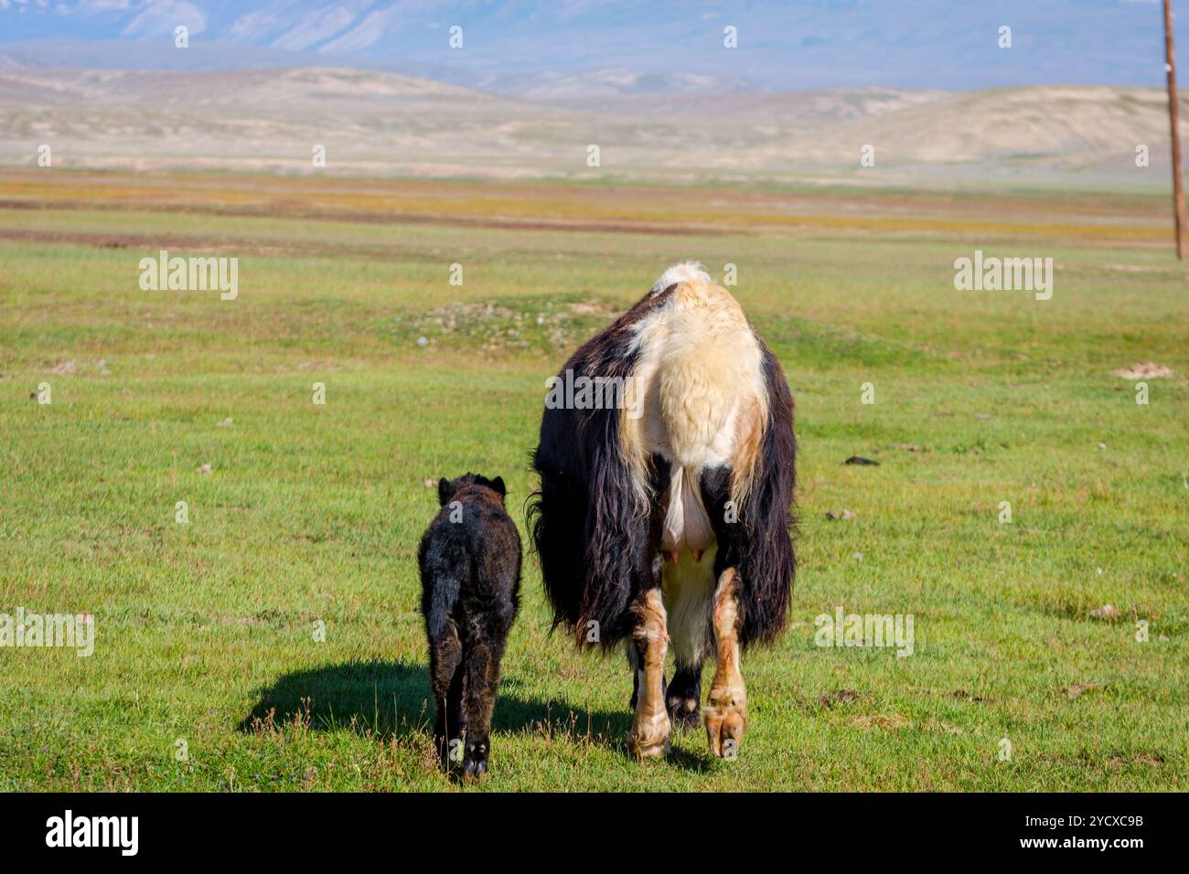 Female yak in pasture hi-res stock photography and images - Alamy