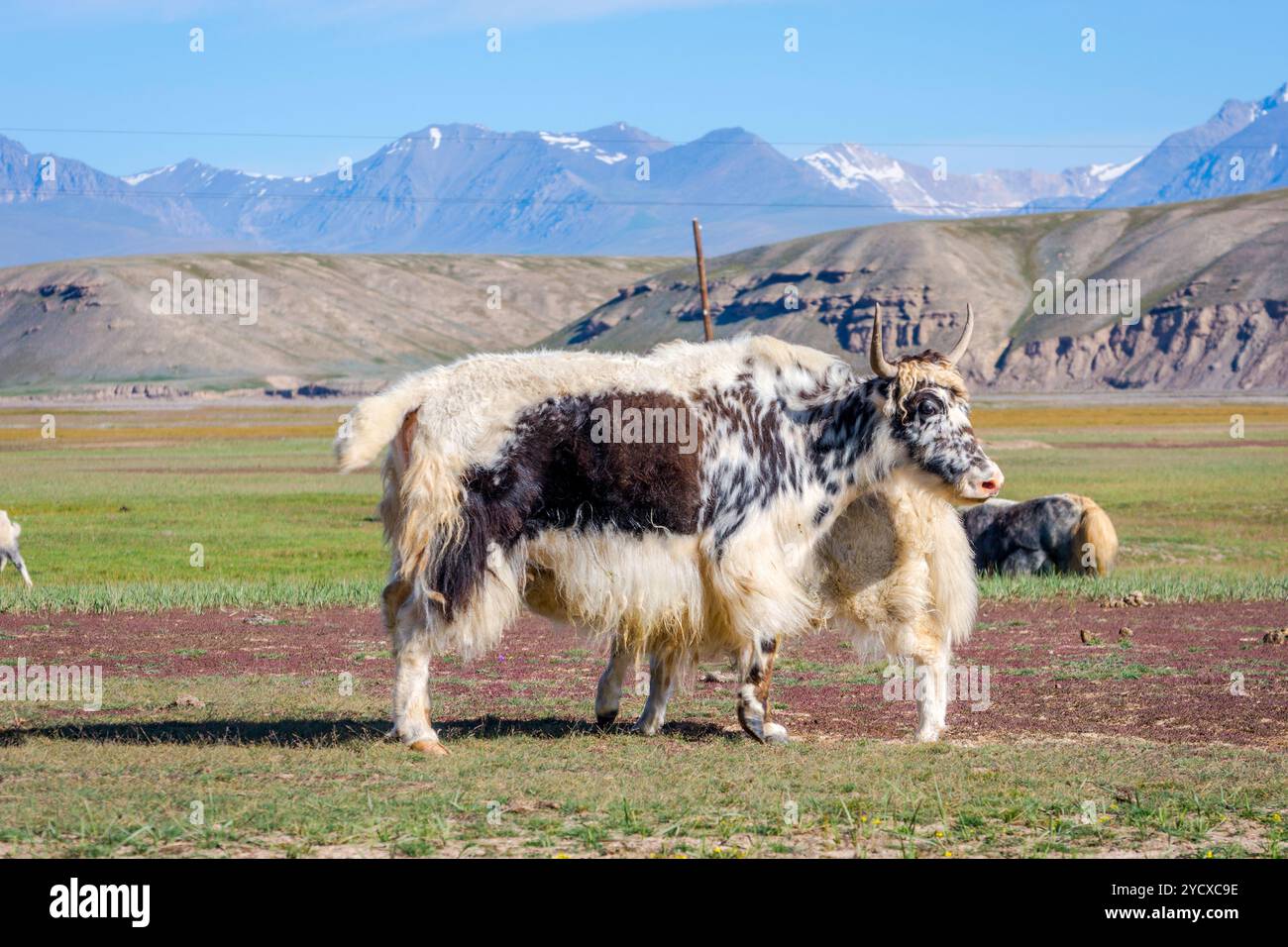 Yak milk hi-res stock photography and images - Alamy