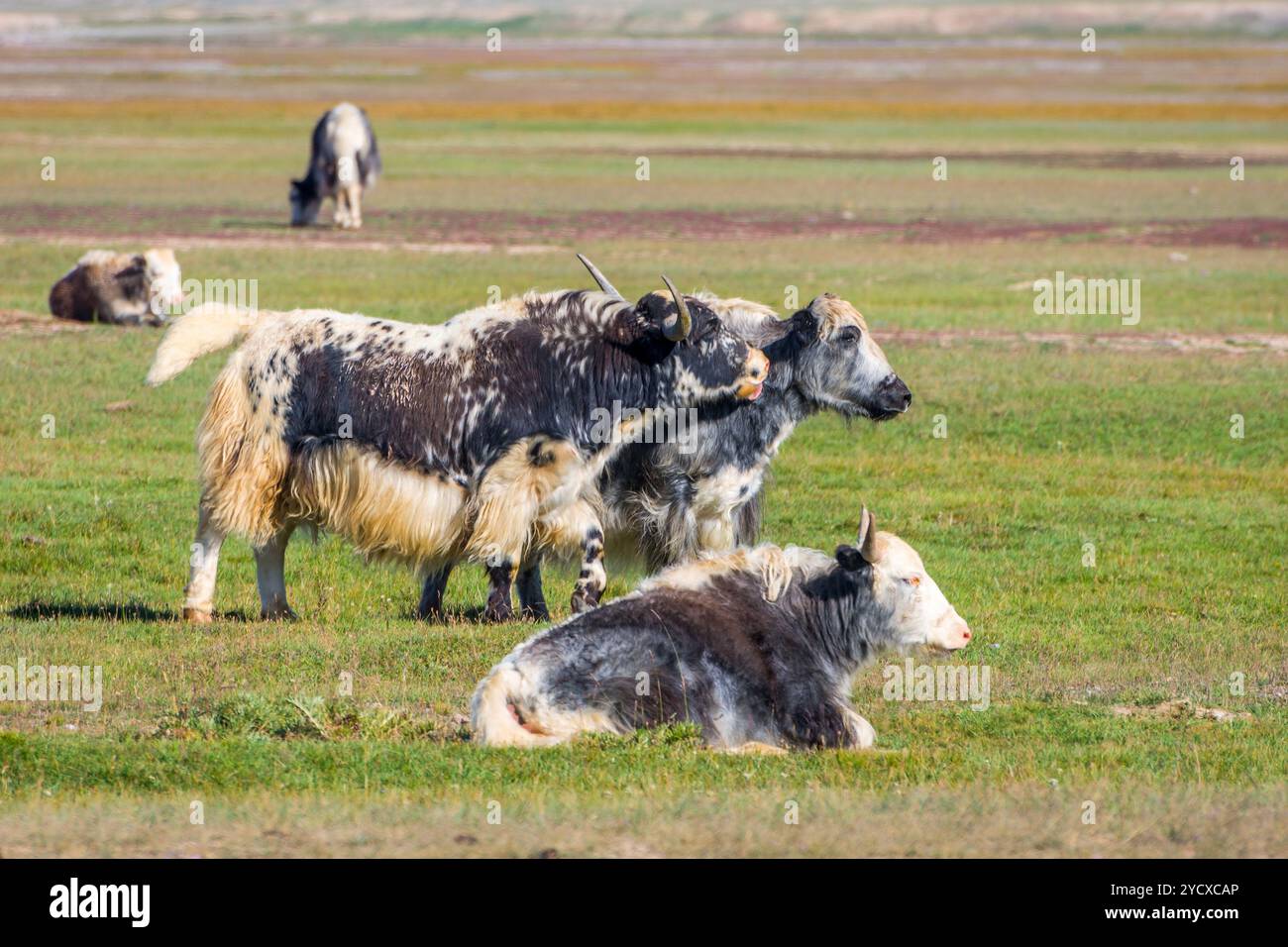 Kyrgyzstan nepal hi-res stock photography and images - Alamy