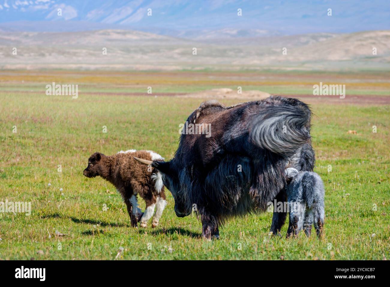 Female yak with its baby in the pasture Stock Photo - Alamy