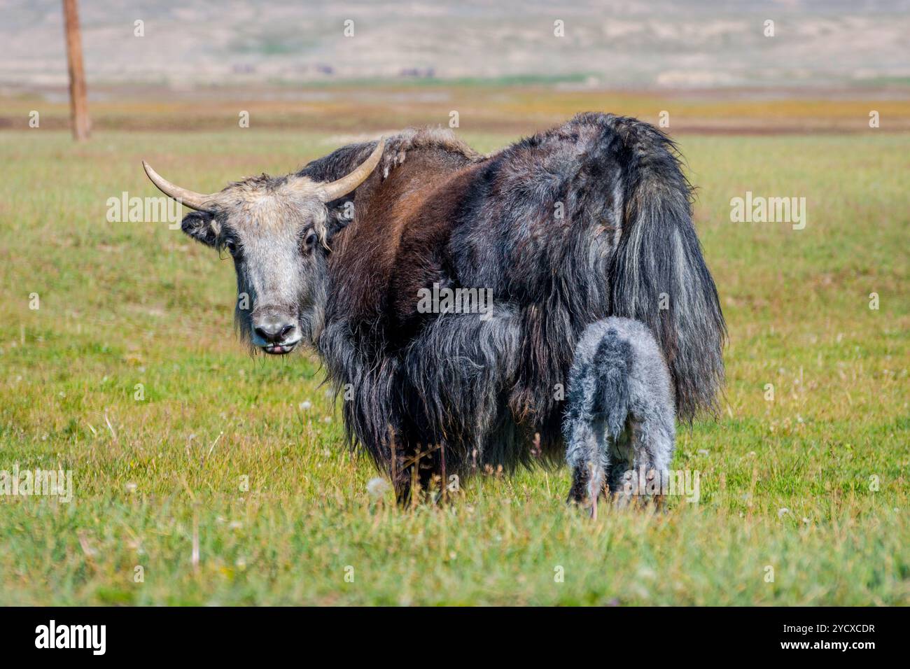 Female yak with its baby in the pasture Stock Photo - Alamy