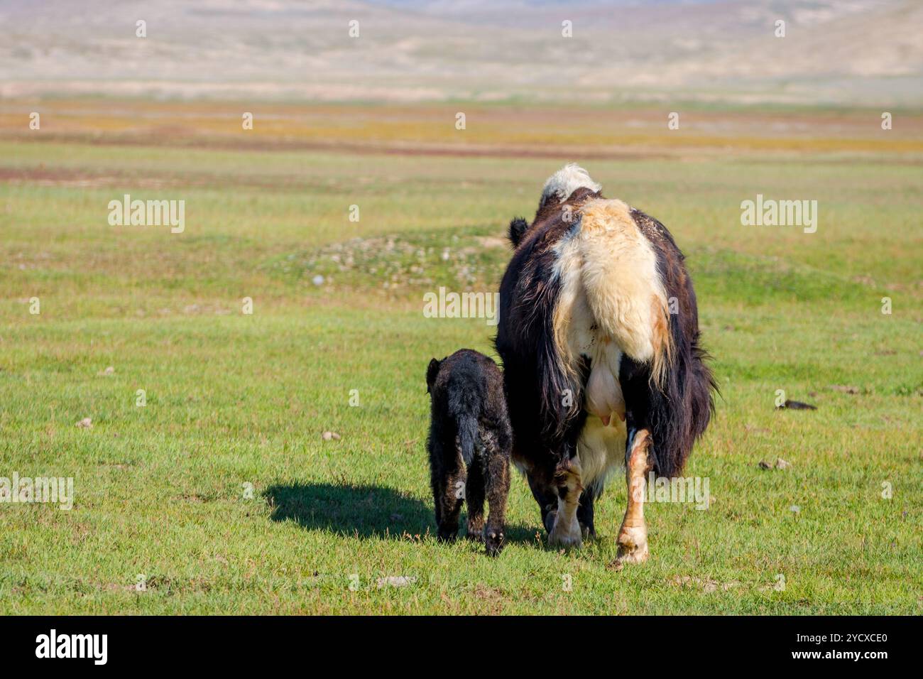 Female yak with its baby in the pasture Stock Photo - Alamy