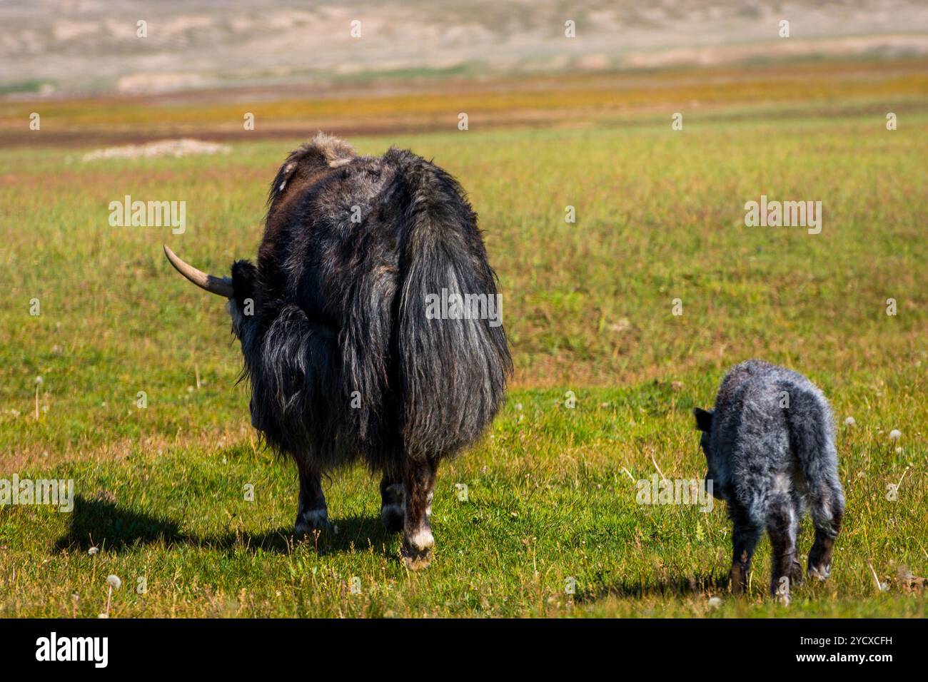 Female yak with its baby in the pasture Stock Photo - Alamy