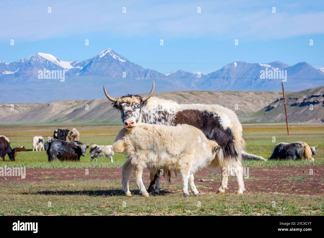White yak hair hi-res stock photography and images - Alamy