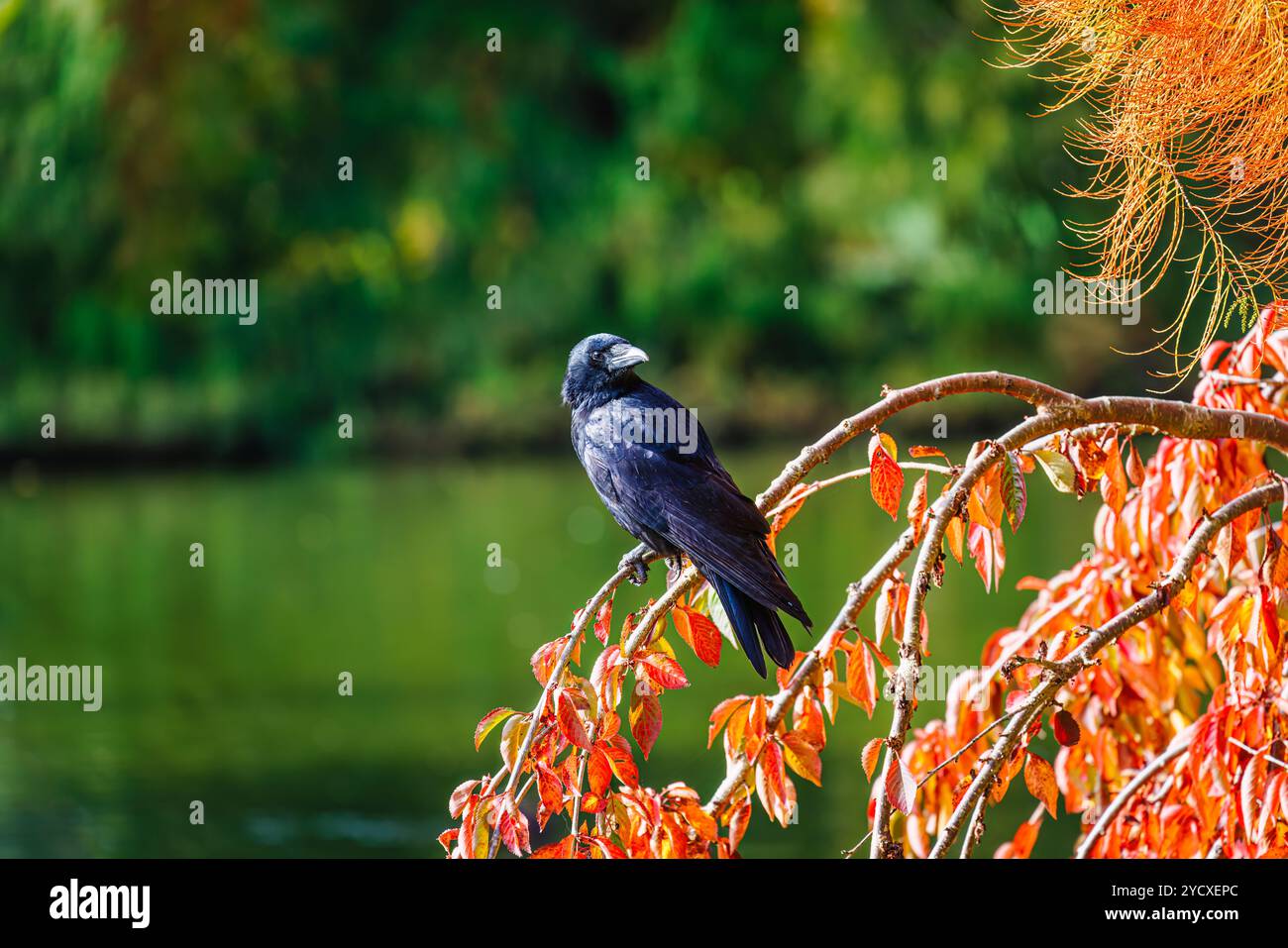 A large black carrion crow (Corvus corone) perches in a tree with ...
