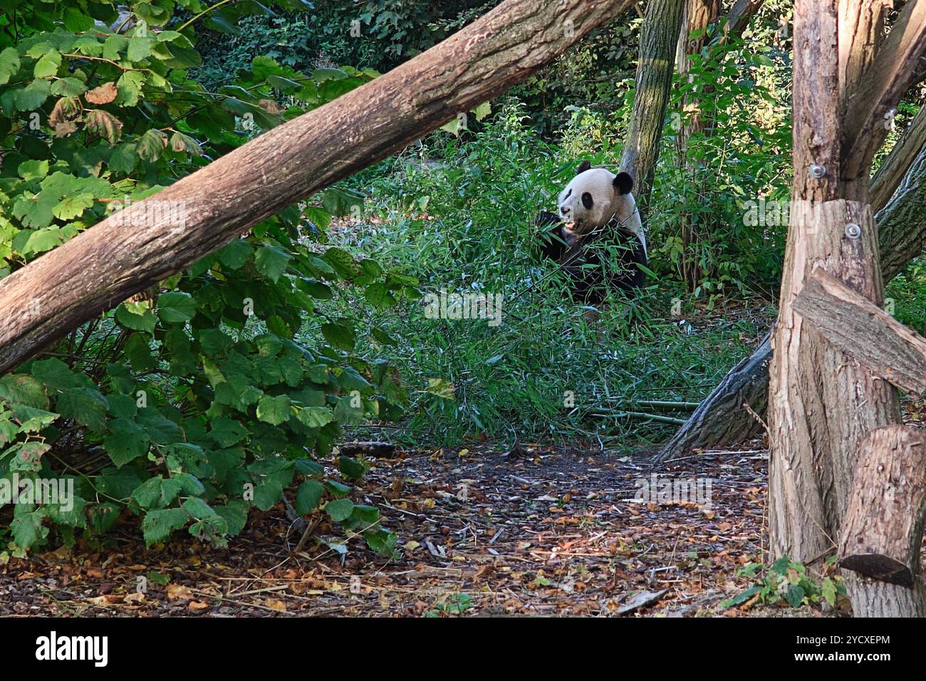 (241024) -- BRUGELETTE, Oct. 24, 2024 (Xinhua) -- Giant panda Tian Bao ...