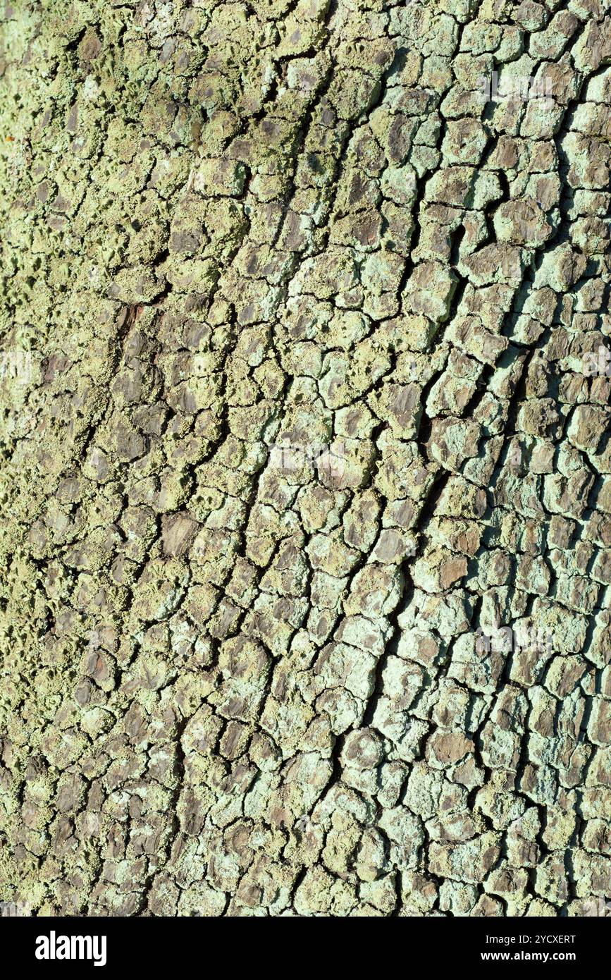detailed bark structure of old peach tree Stock Photo - Alamy