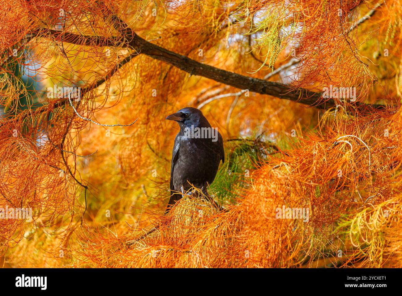 A large black carrion crow (Corvus corone) perches in a tree with ...