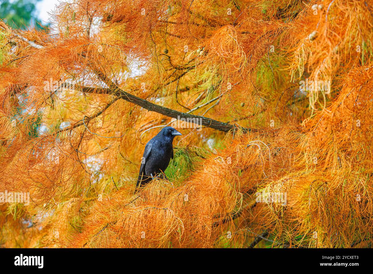 A large black carrion crow (Corvus corone) perches in a tree with ...