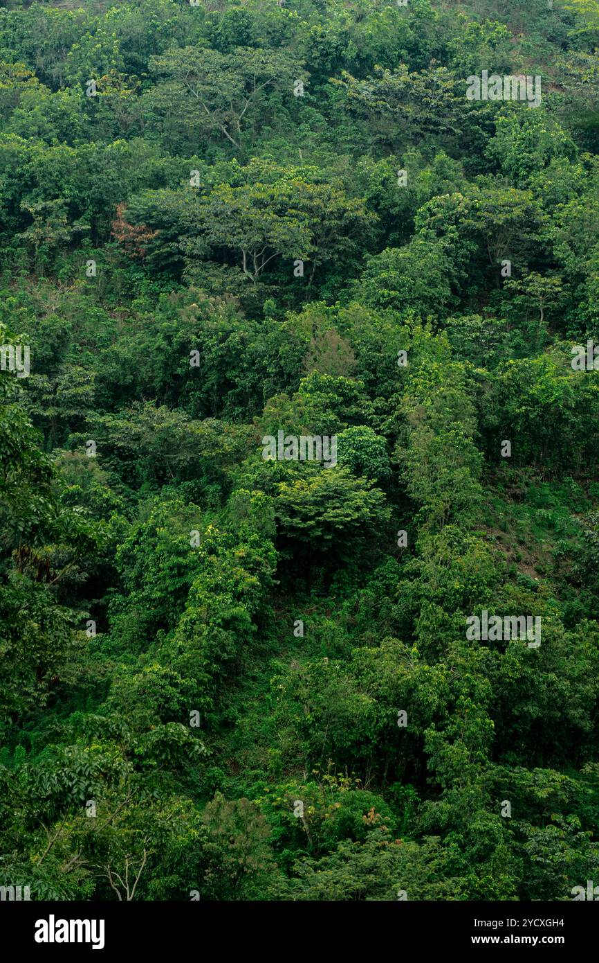 A lush, dense rainforest covering the landscape in El Salvador ...