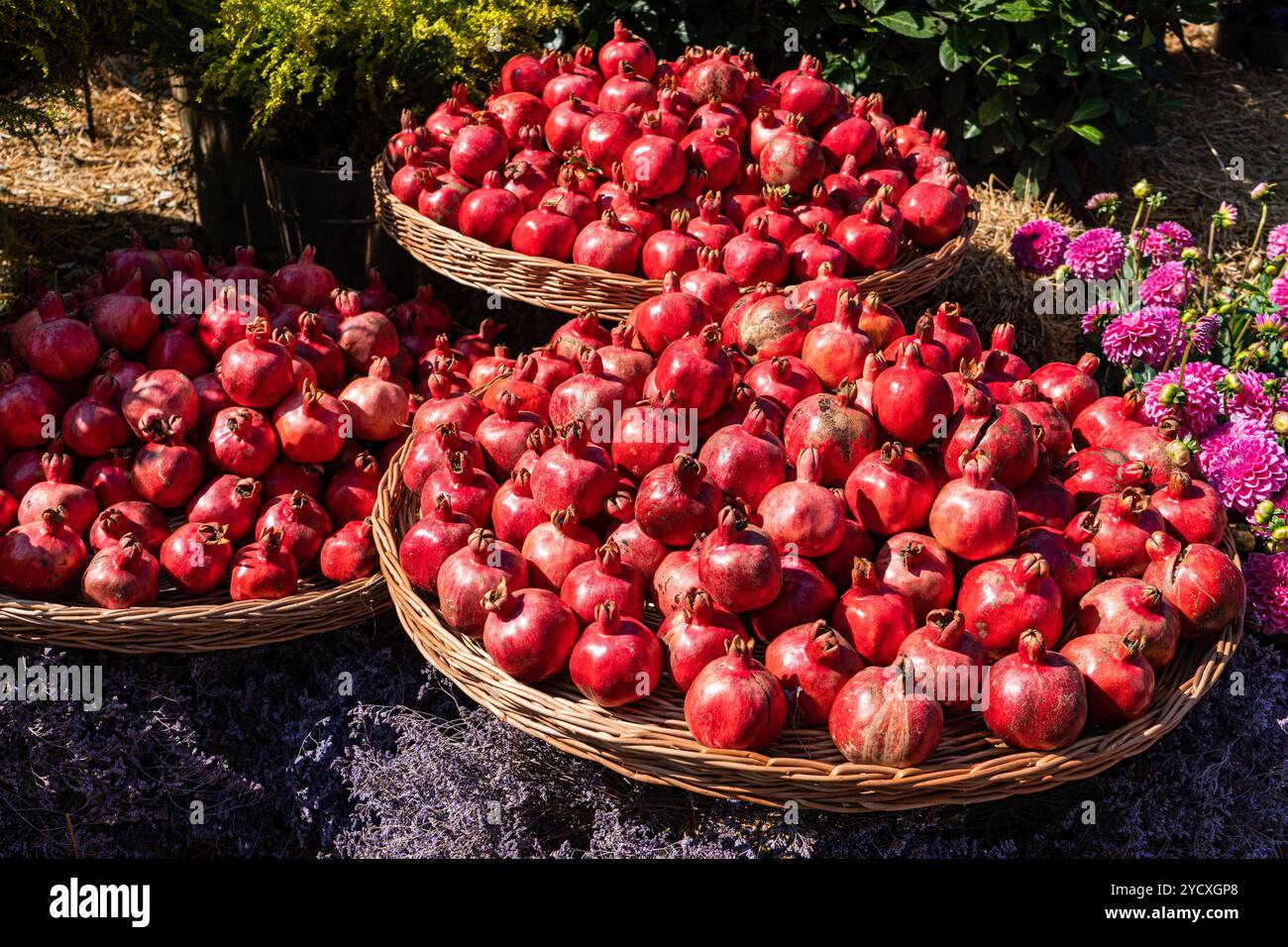 Large, ripe pomegranates piled high in wicker baskets, displayed for ...