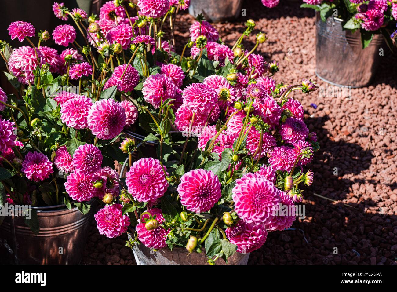 A stunning display of pink dahlias in various shades of bloom, nestled ...