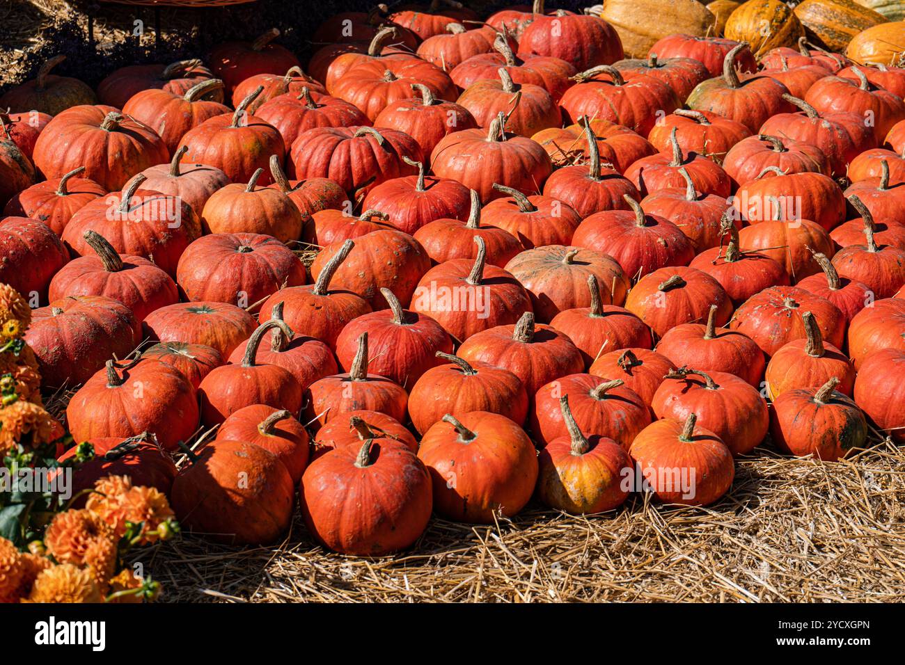 A vivid display of bright red pumpkins neatly lined up on a bed of ...