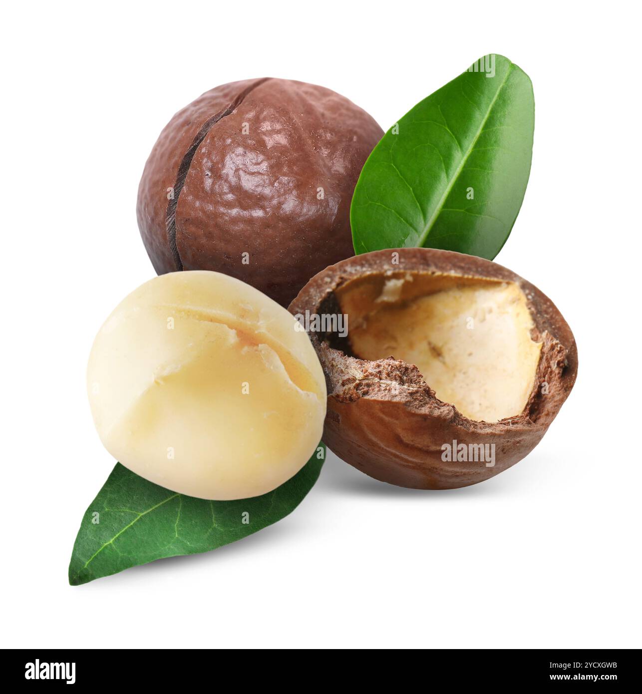 Macadamia nuts and green leaves on white background Stock Photo - Alamy