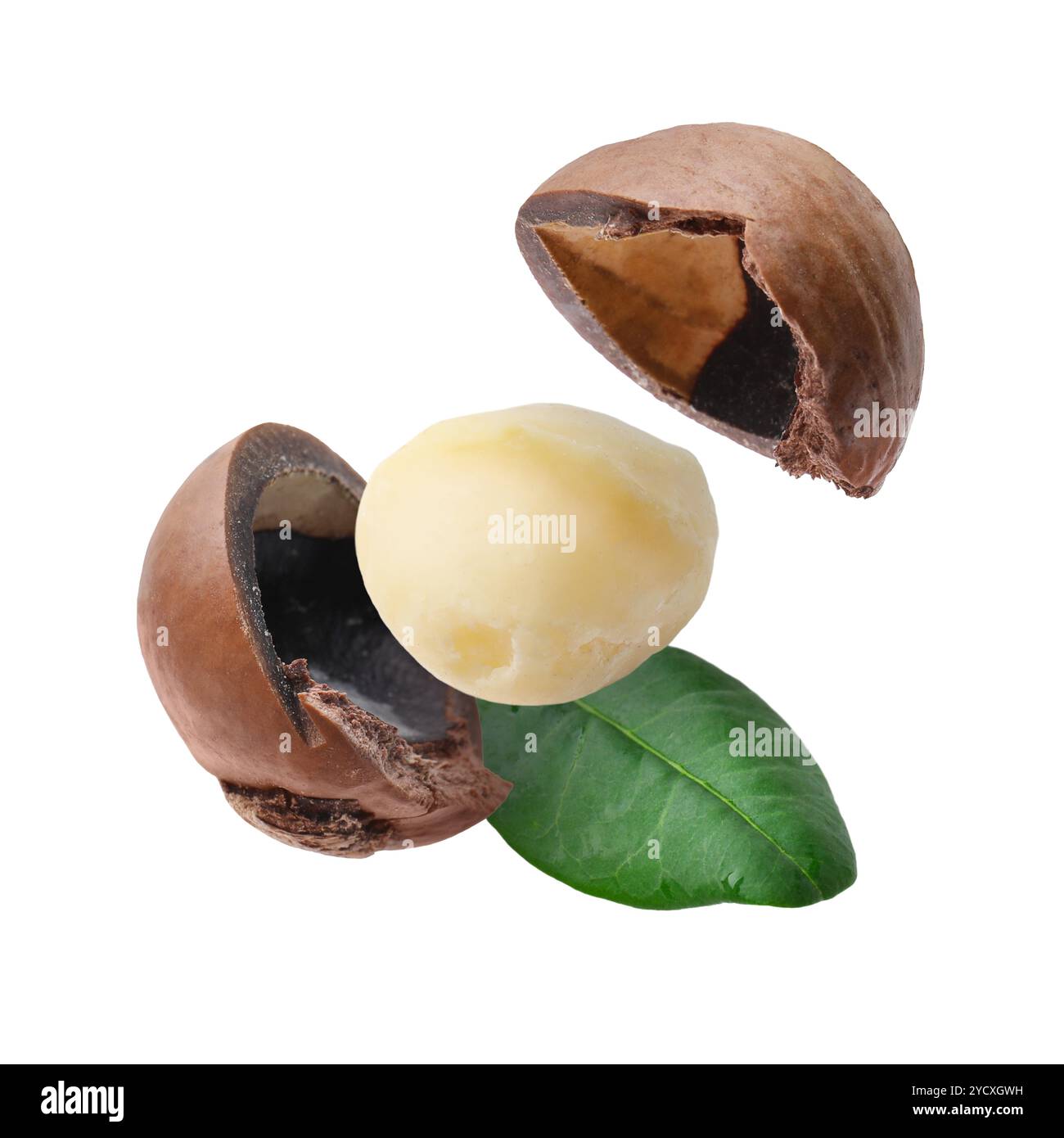 Macadamia nut and green leaf in air on white background Stock Photo - Alamy