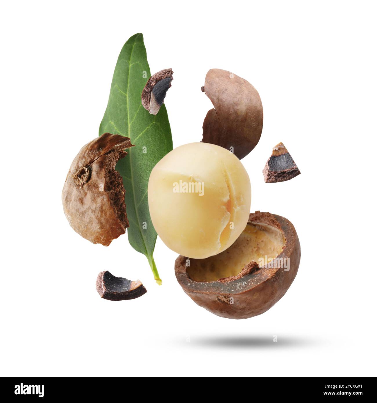 Macadamia nut and green leaf in air on white background Stock Photo - Alamy