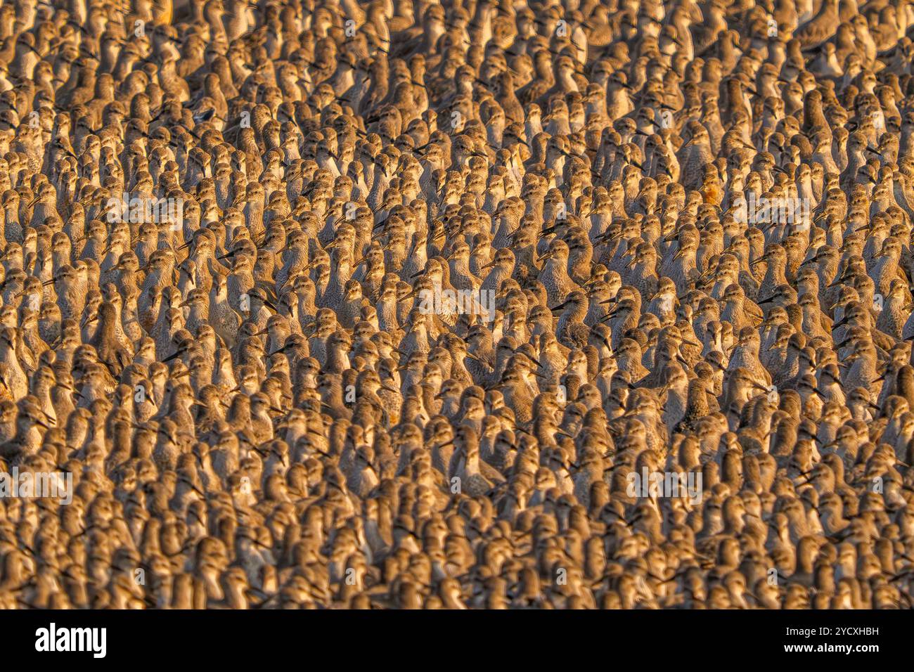 A dense flock of sandpipers populate the shore at location 712005 ...
