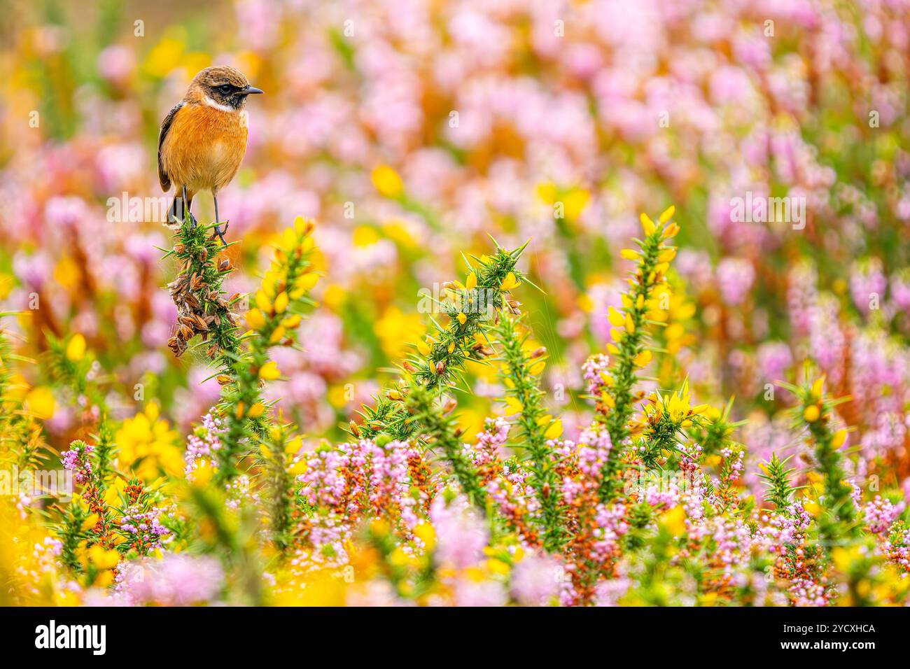 Heather branch showcases hi-res stock photography and images - Alamy