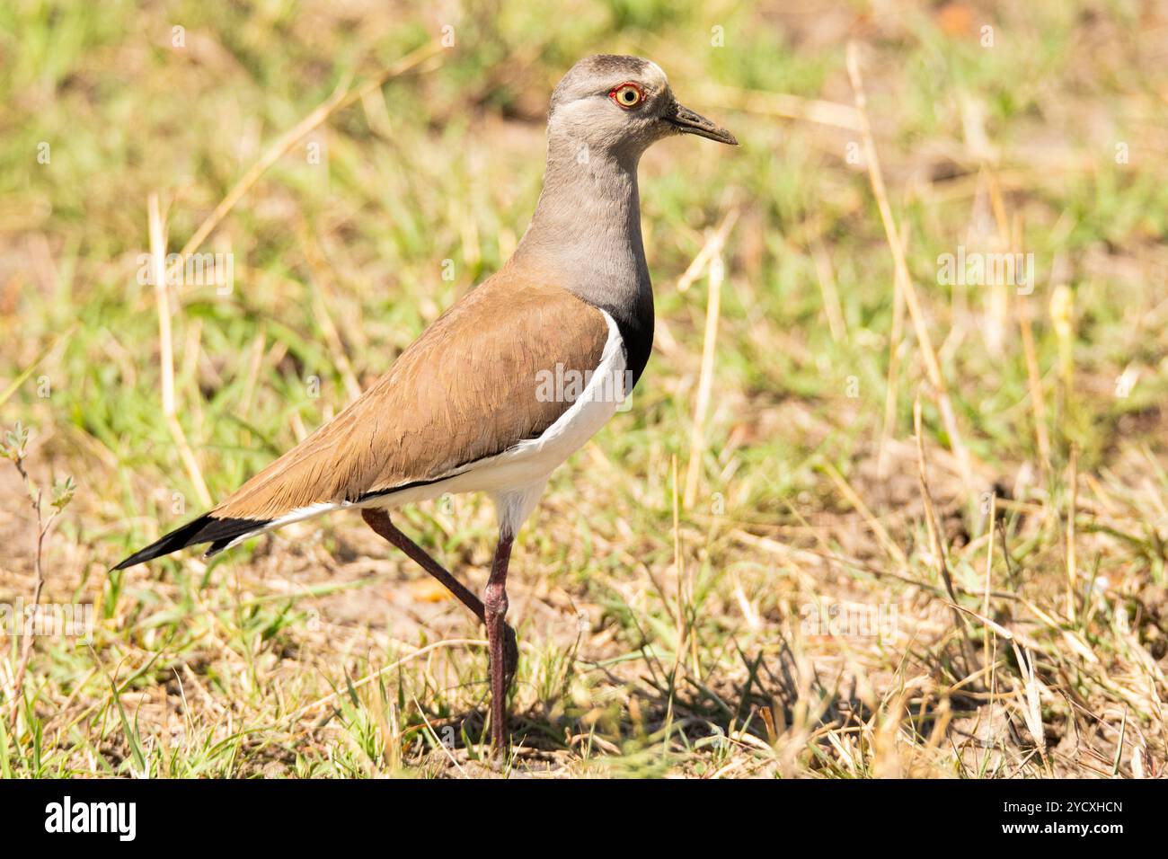 Black winged lapwing hi-res stock photography and images - Alamy