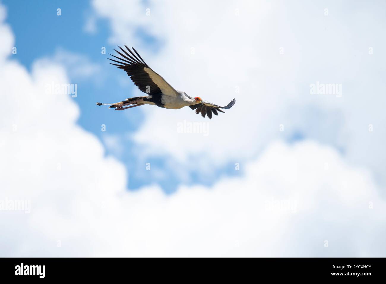 A secretarybird soars through a clear blue sky, wings fully spread ...