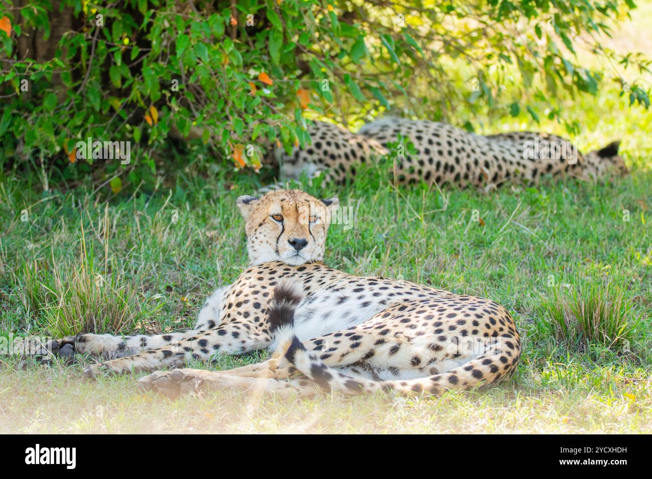 Two cheetahs lounging in the shade under bushes in Kenya's Maasai Mara ...