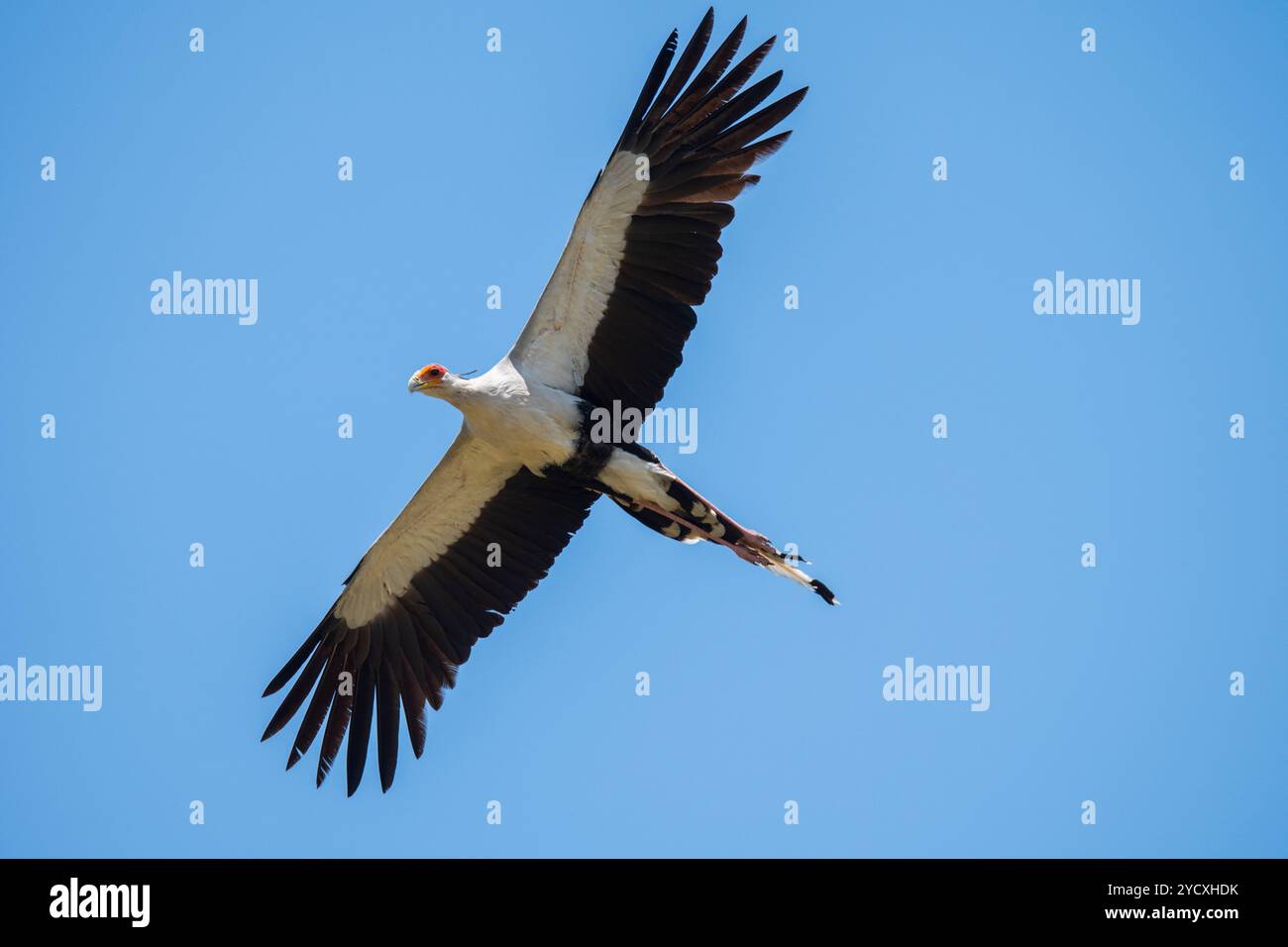 A magnificent Secretarybird, Sagittarius serpentarius, captured soaring ...
