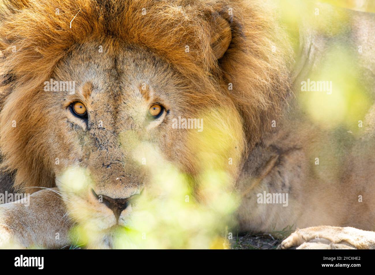 An intimate portrait of a male lion's face, captured at Maasai Mara ...