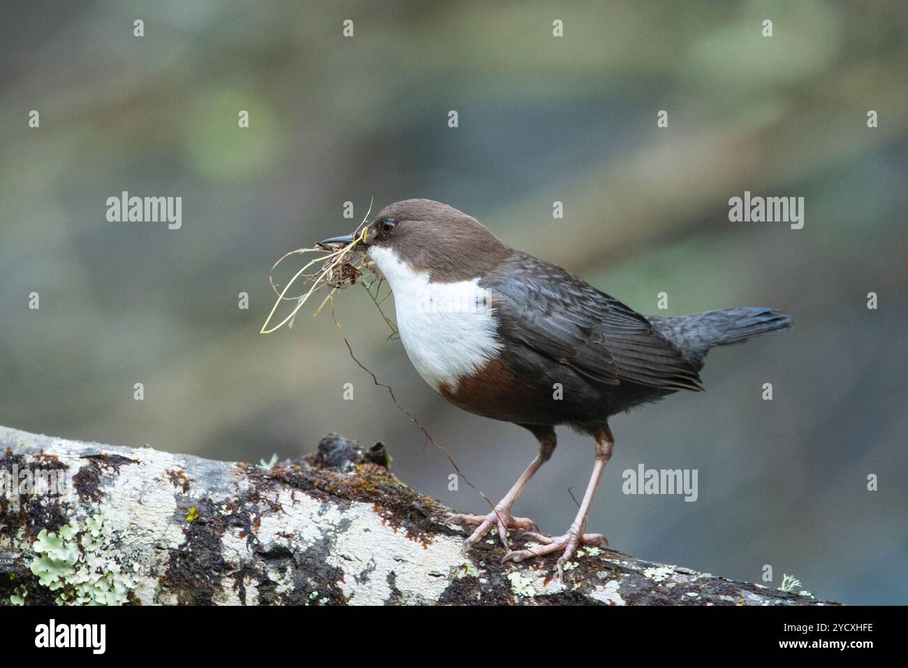 A European dipper, Cinclus cinclus, stands on a lichen-covered tree ...