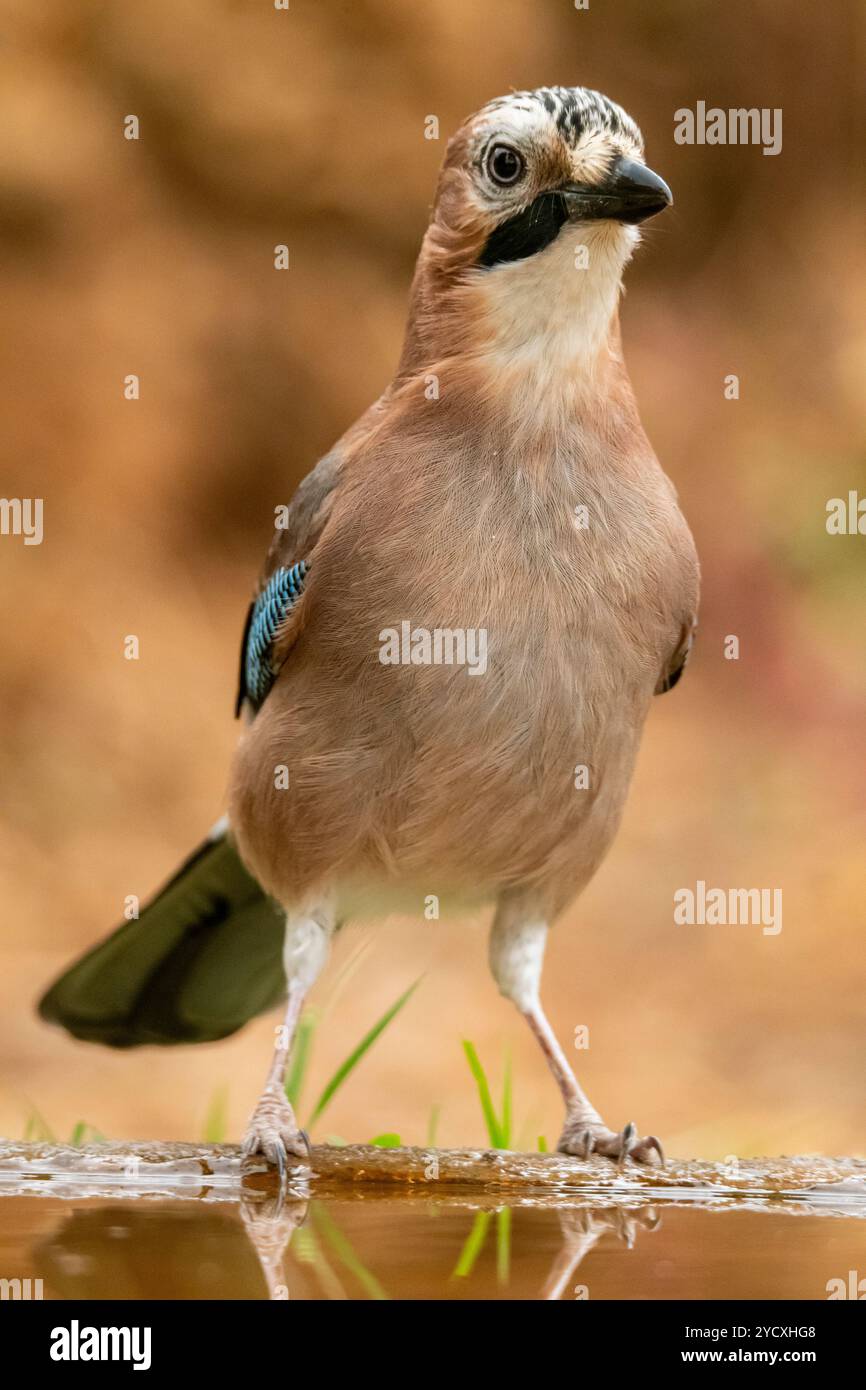 A majestic Iberian Jay stands by a water source, its striking blue wing ...