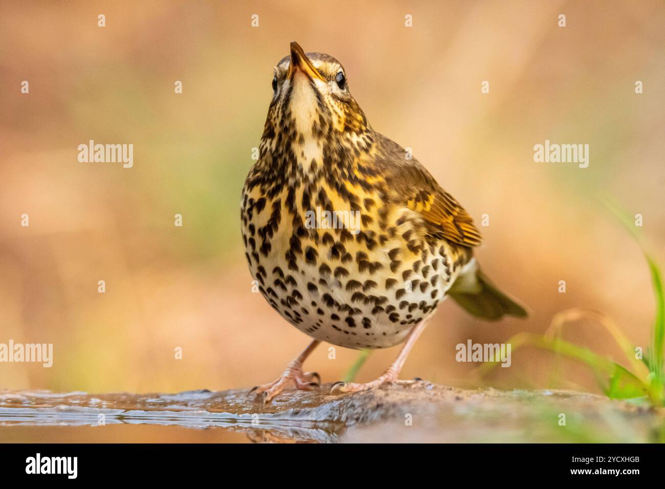 Song thrush drinking natural hi-res stock photography and images - Alamy