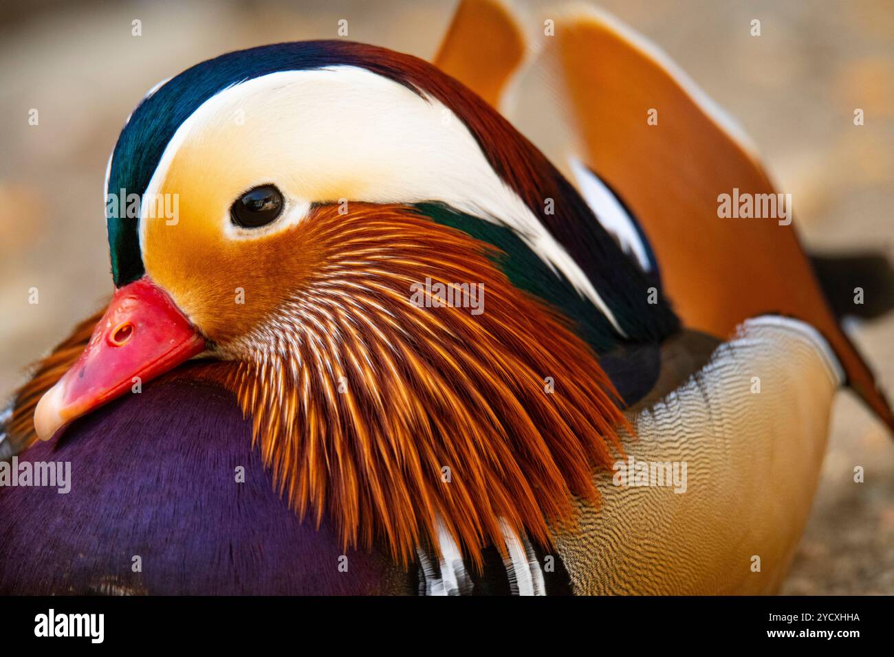 A detailed close-up capture of a vibrant Mandarin duck with intricate ...