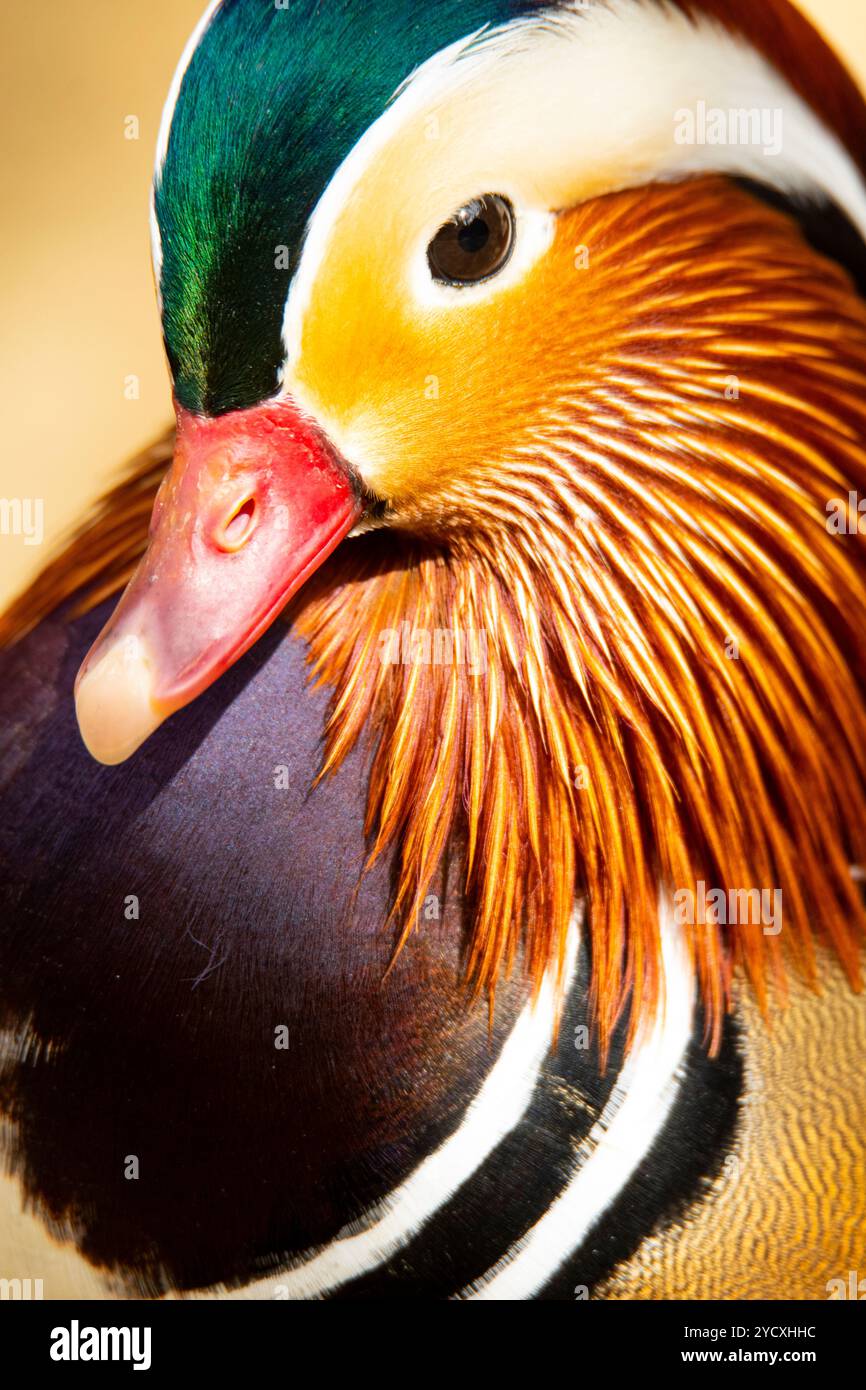 Image capturing beauty ecological hi-res stock photography and images ...