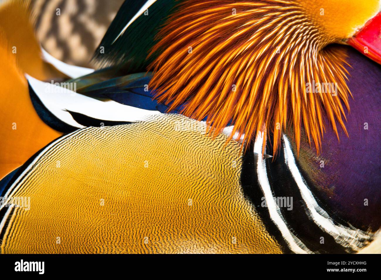 Showcasing intricate plumage patterns hi-res stock photography and ...