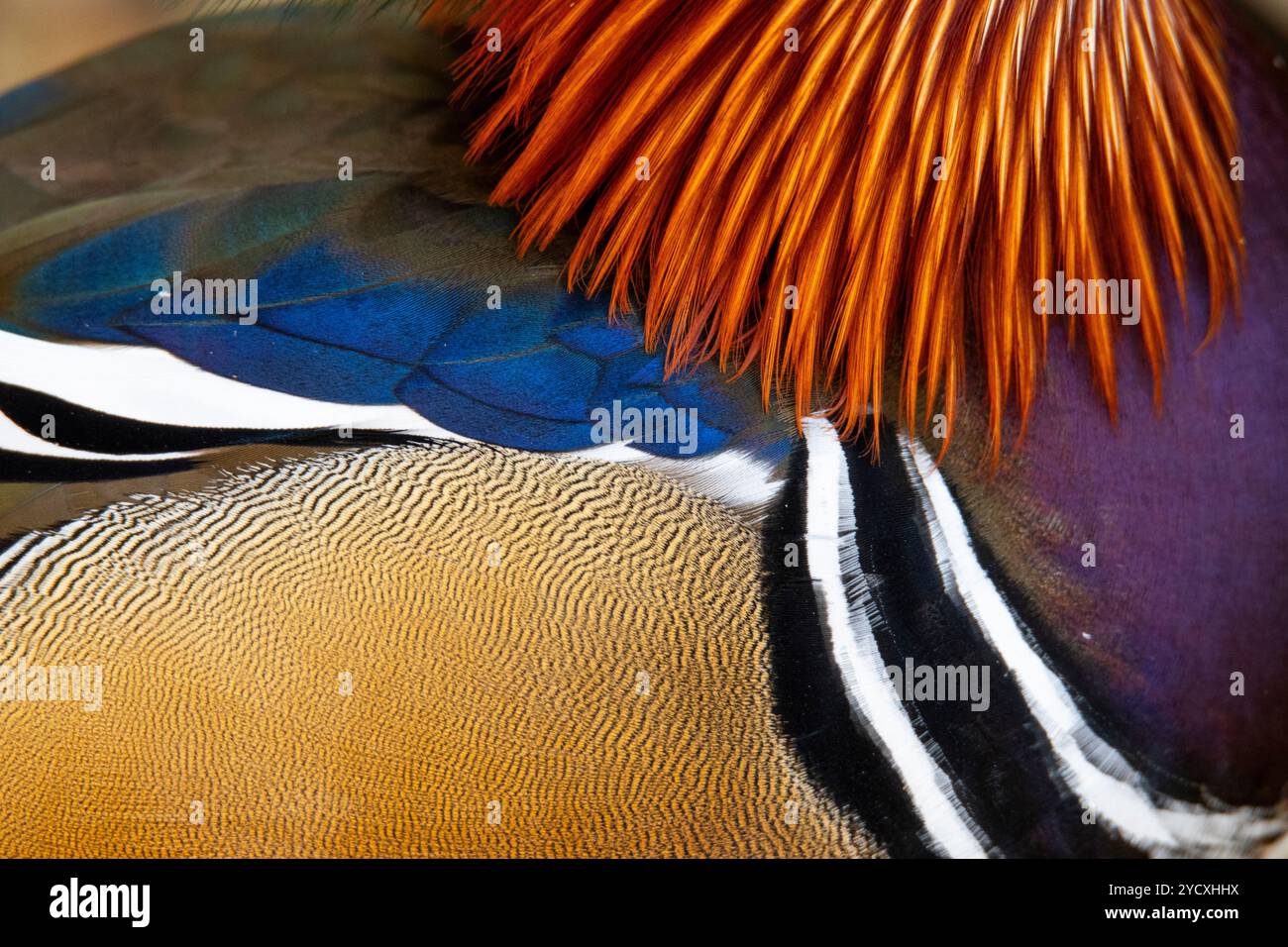 A detailed texture shot displaying the stunning feather patterns and ...