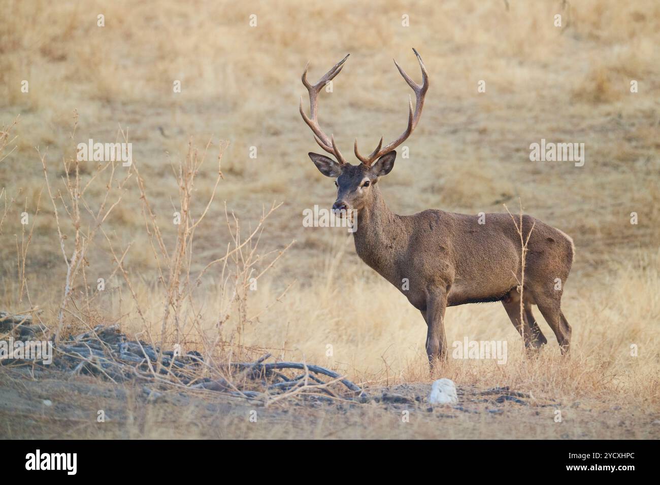 A serene image capturing a majestic deer with impressive antlers ...