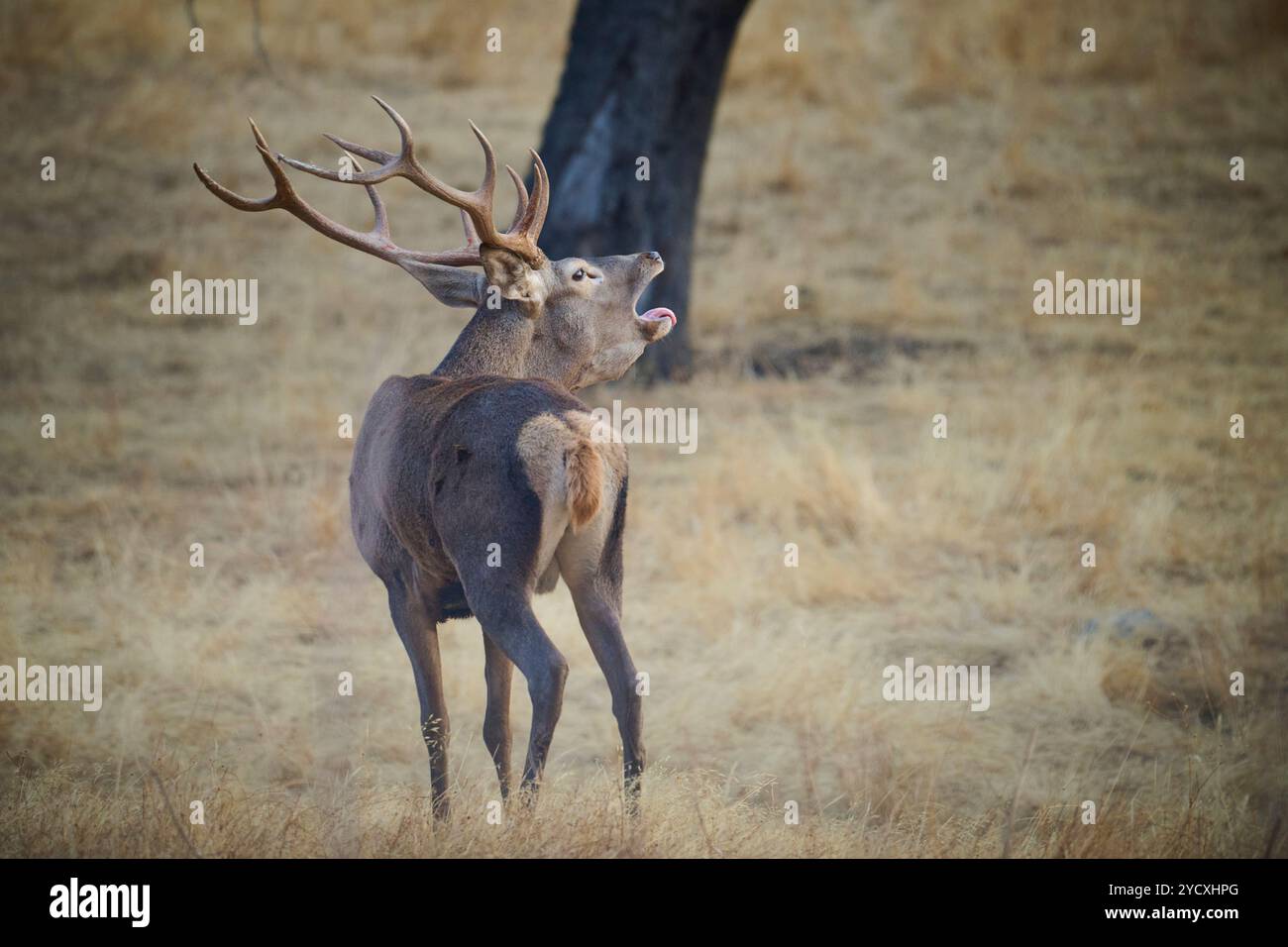 A majestic deer with impressive antlers stands in the serene landscape ...