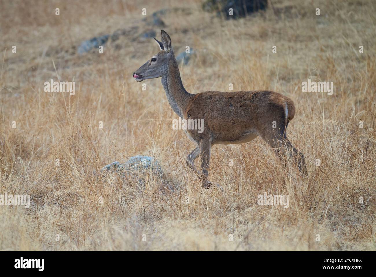 A single deer forages amid the dry grass of the Sierra Morena mountains ...