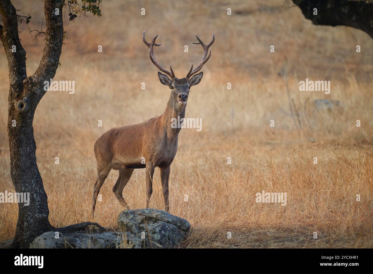 Majestic deer with antlers stands among the grassy terrain in the ...